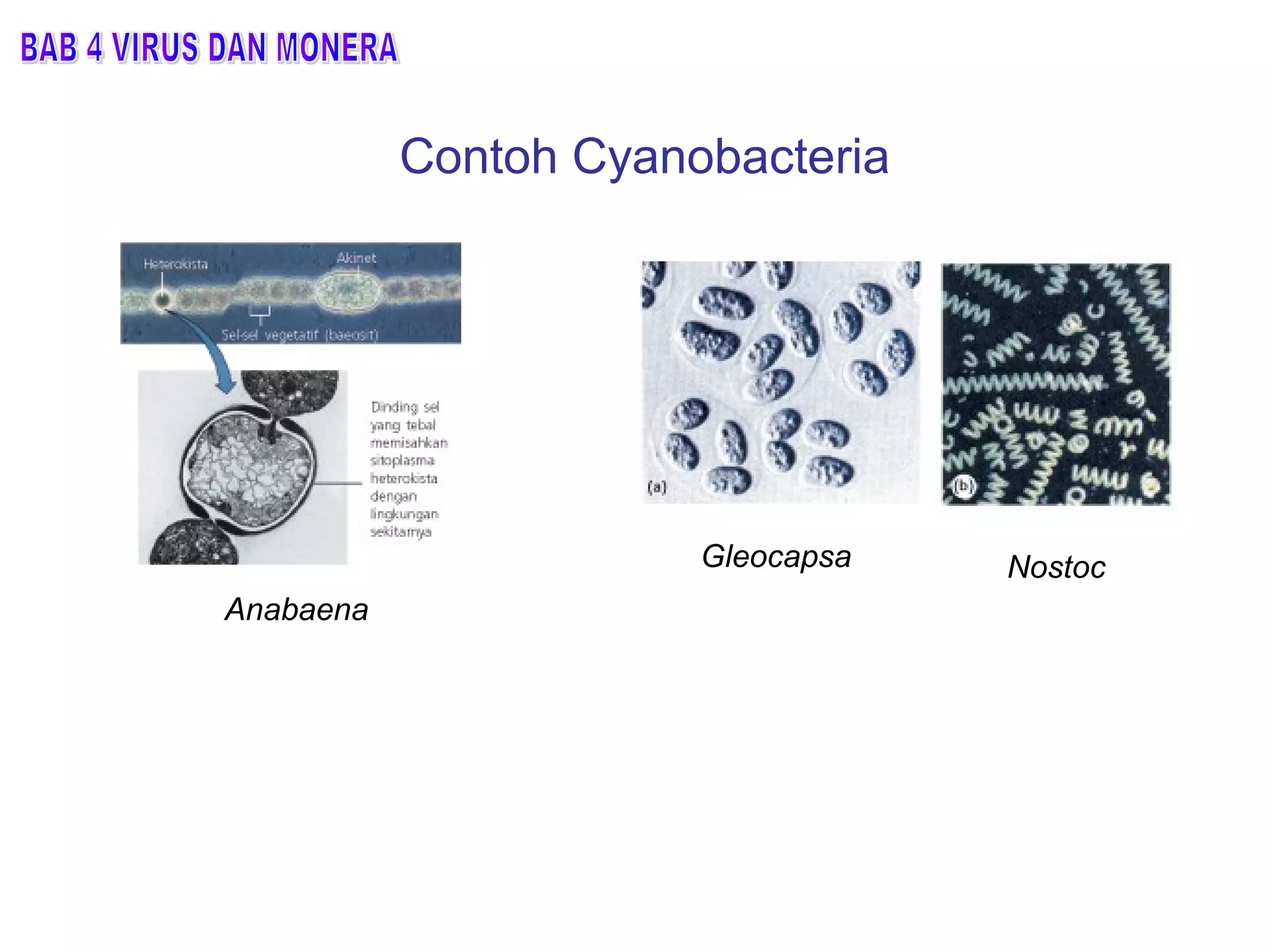 BIOLOGI monera | PPT