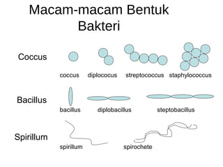 BIOLOGI monera | PPT