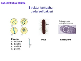 BIOLOGI monera | PPT