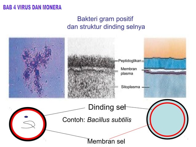 BIOLOGI monera | PPT