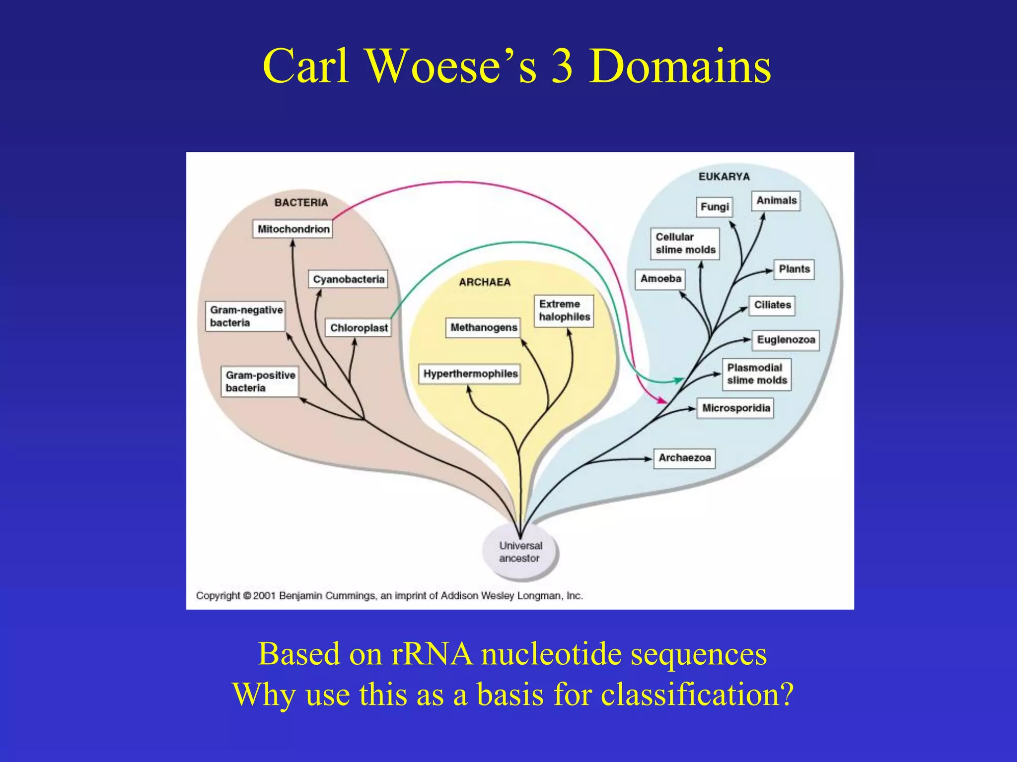 4. bacterial classification | PPT