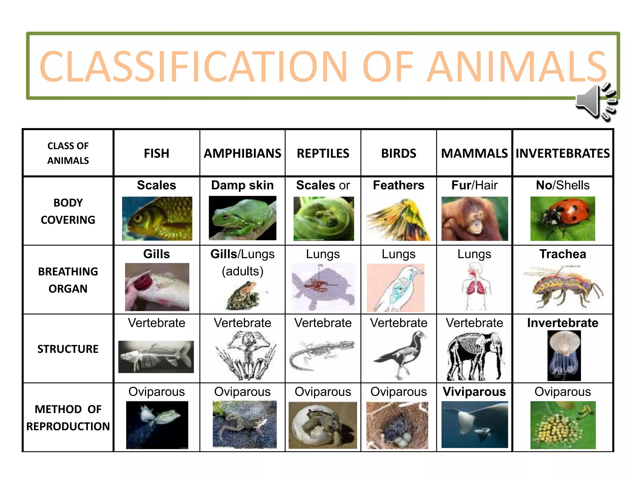 Animals Classification | PPTX