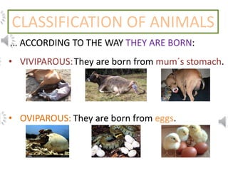 Animals Classification | PPTX