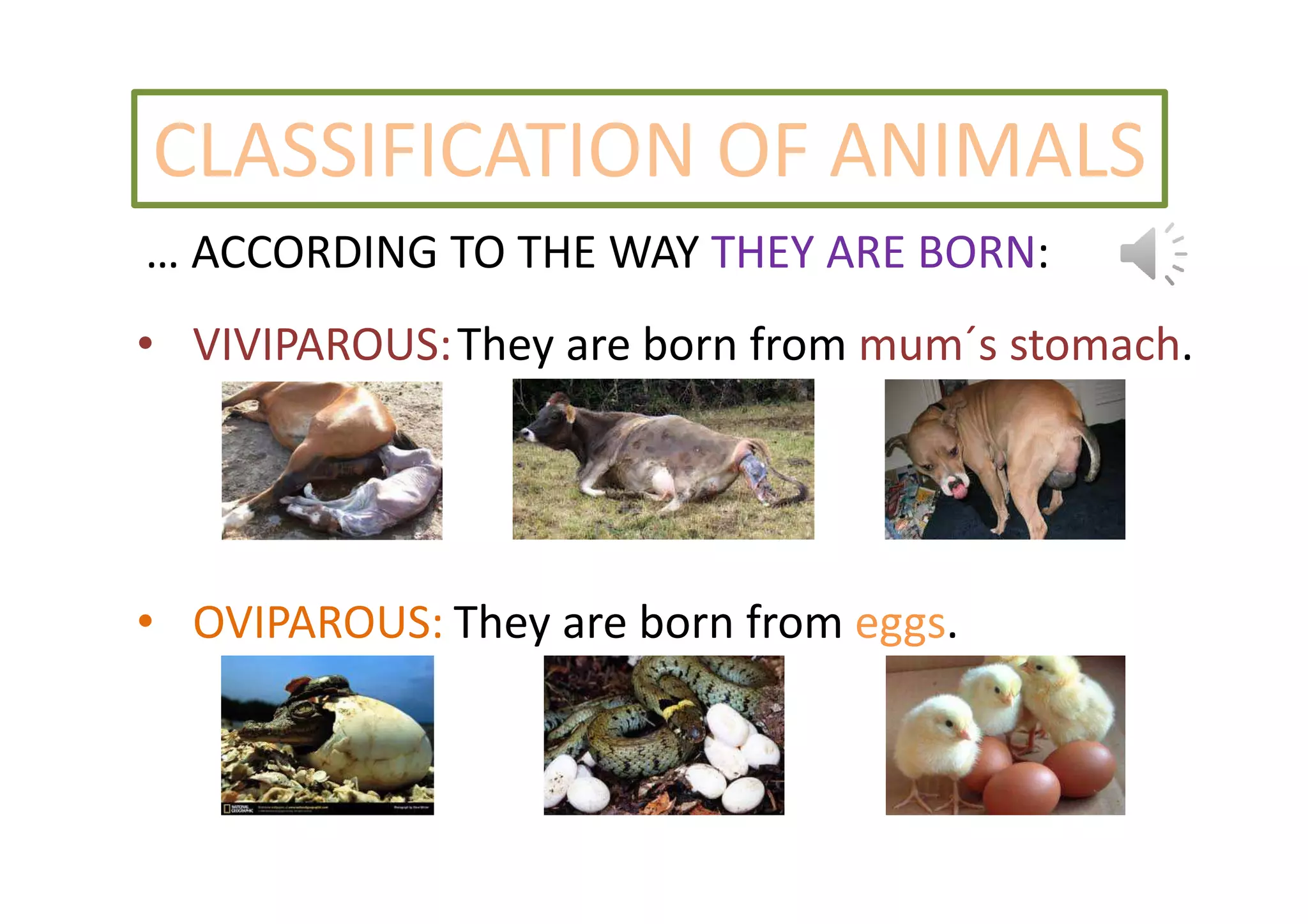 Animals classification | PDF