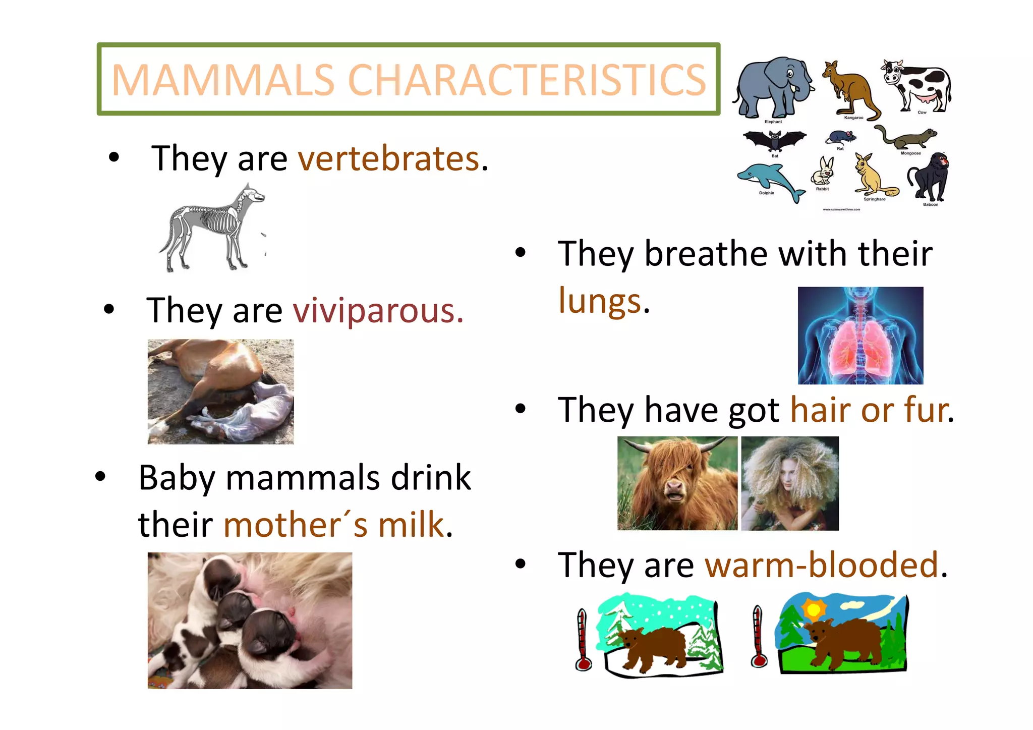 Animals classification | PDF