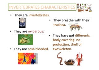 Animals classification | PDF