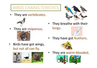 Animals classification | PDF