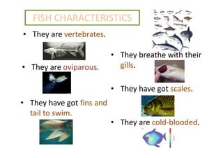 Animals classification | PDF