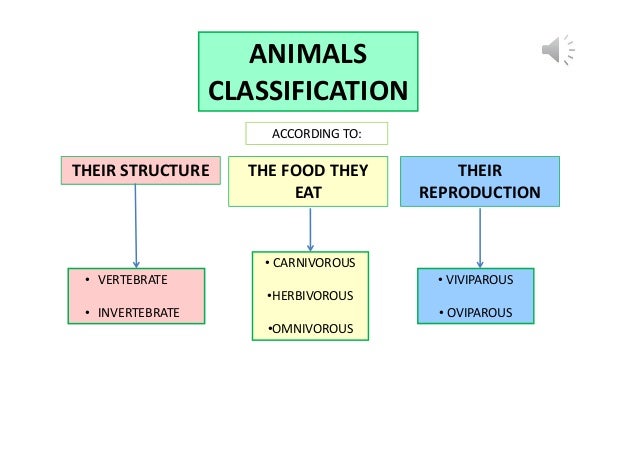 Animals classification