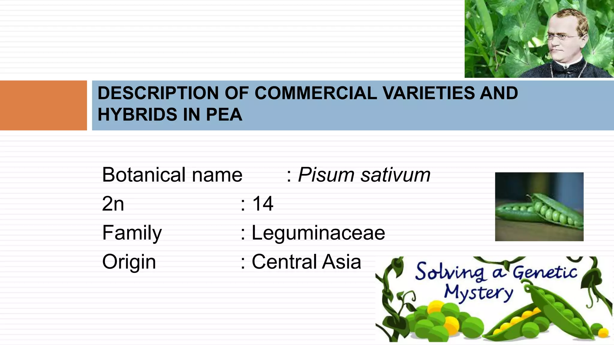 COMMERCIAL VARIETIES AND HYBRIDS IN GARDEN PEA | PPTX