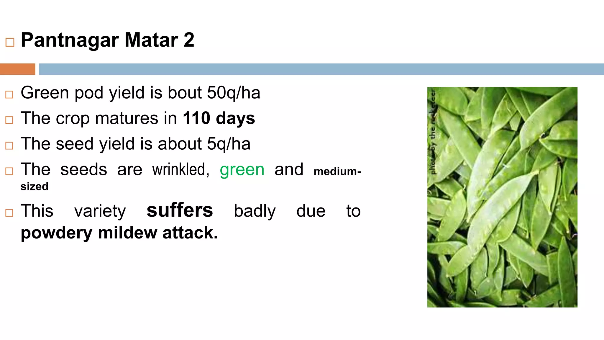 COMMERCIAL VARIETIES AND HYBRIDS IN GARDEN PEA | PPTX