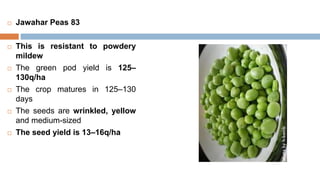 COMMERCIAL VARIETIES AND HYBRIDS IN GARDEN PEA | PPTX