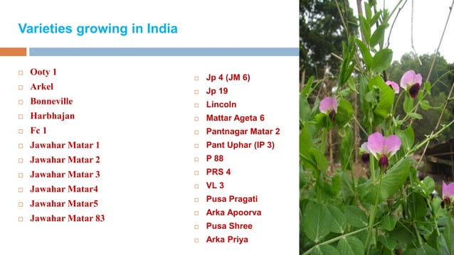 COMMERCIAL VARIETIES AND HYBRIDS IN GARDEN PEA | PPT