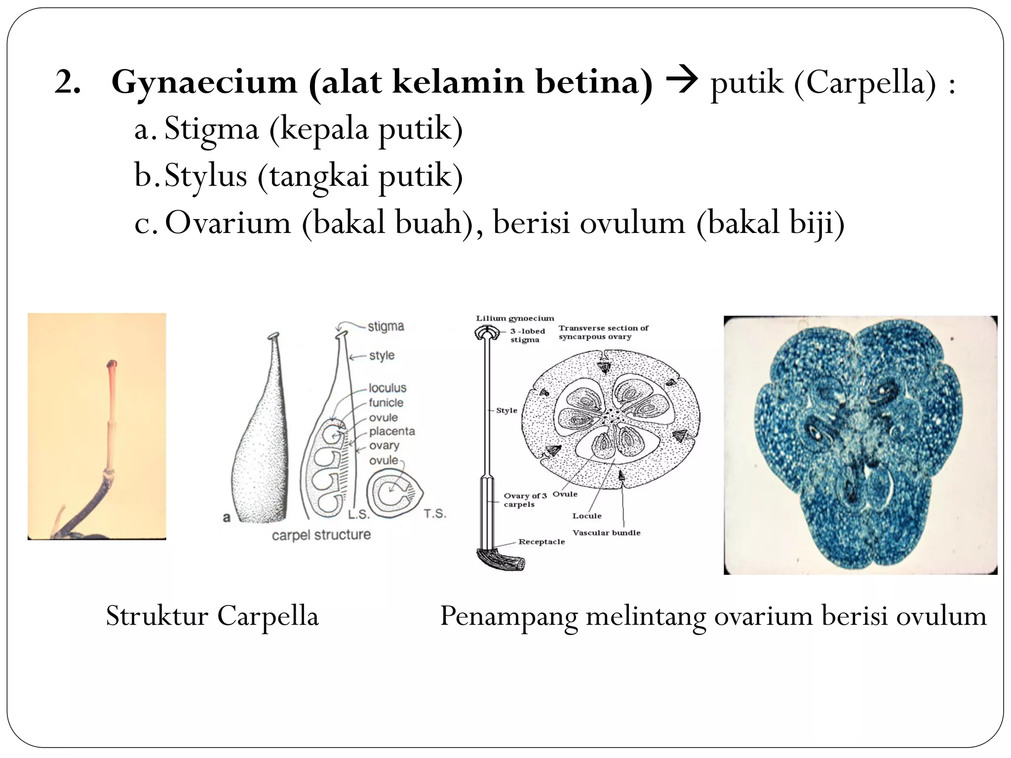 4. Morfologi Bunga | PDF