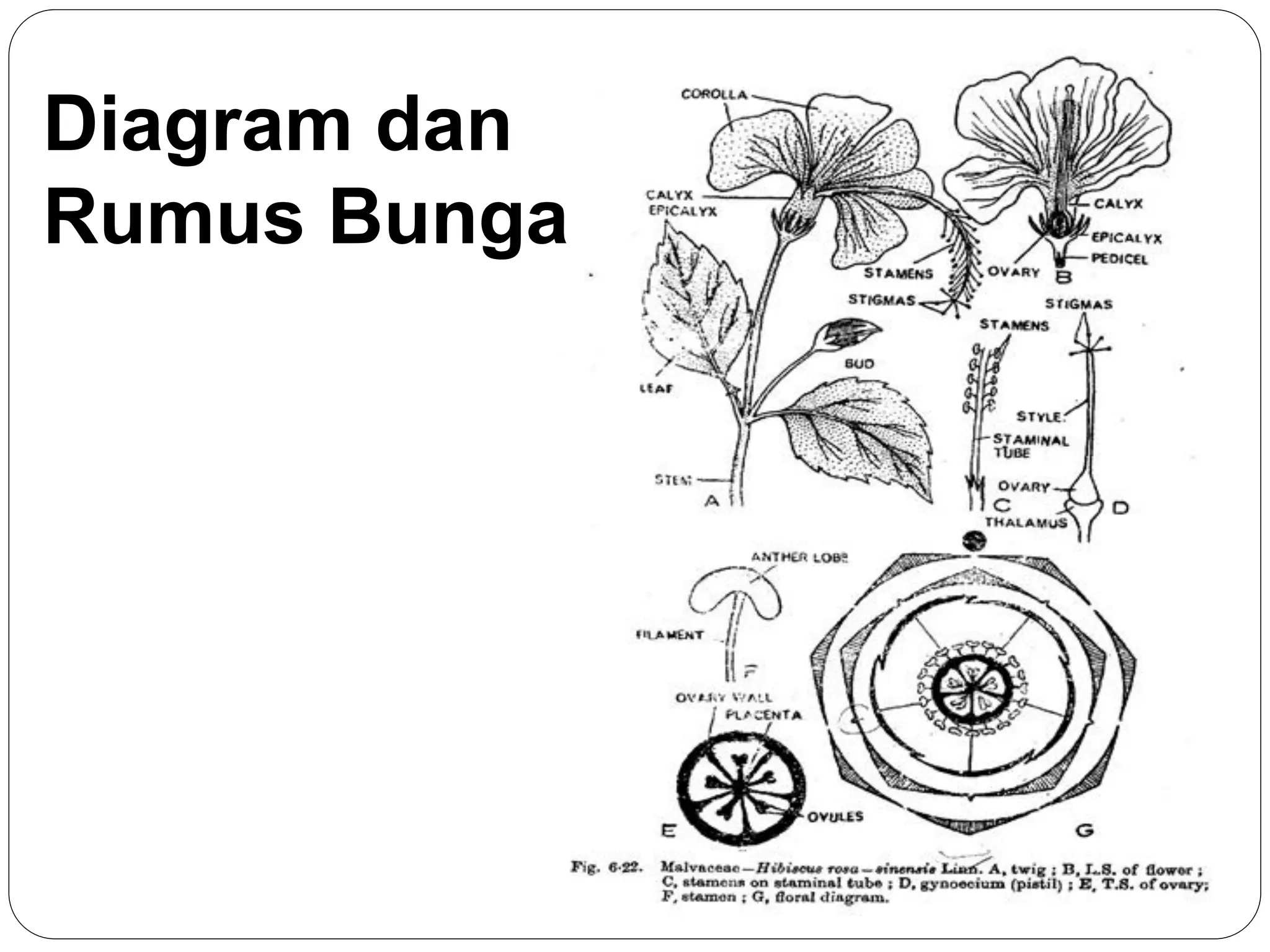 4. Morfologi Bunga | PDF