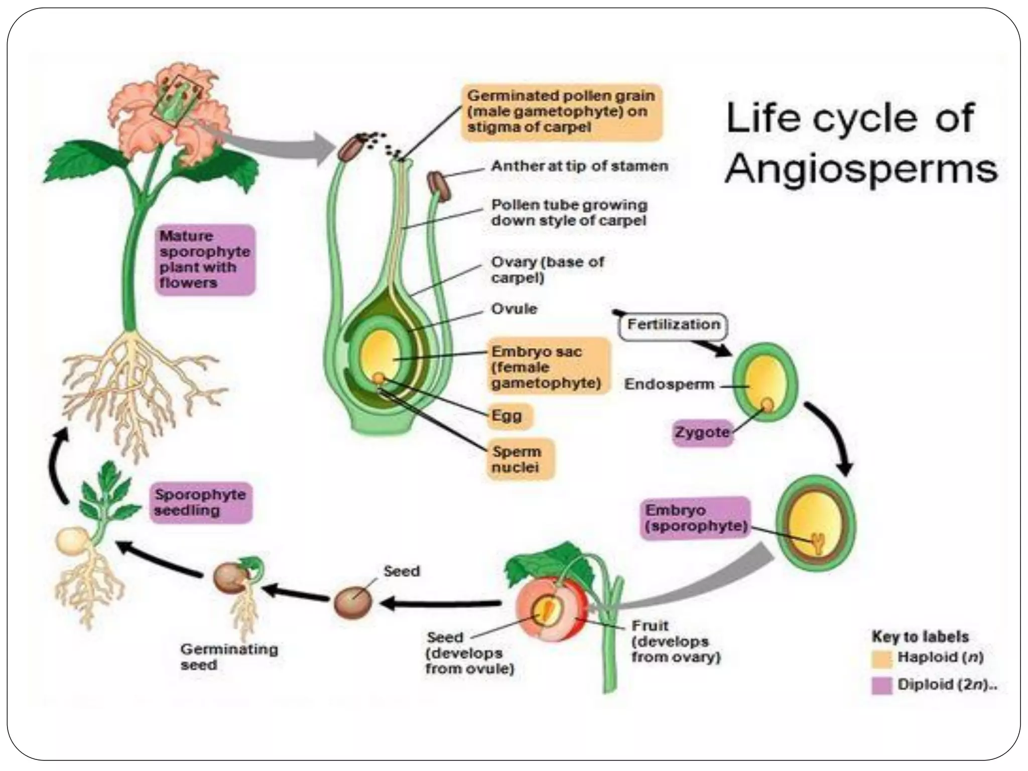 4. Morfologi Bunga | PDF