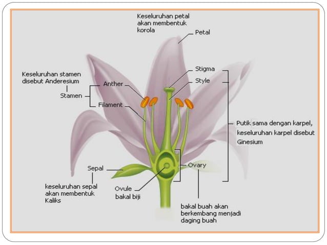 4. Morfologi Bunga | PDF