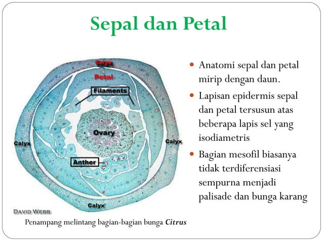 4. Morfologi Bunga | PDF