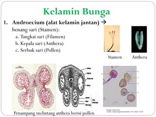 4. Morfologi Bunga | PDF