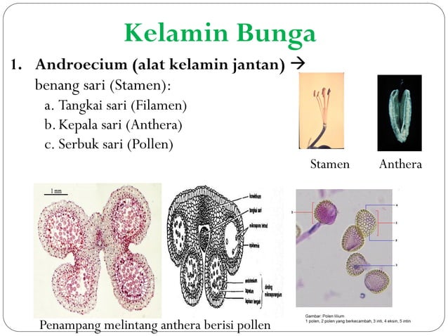4. Morfologi Bunga | PDF