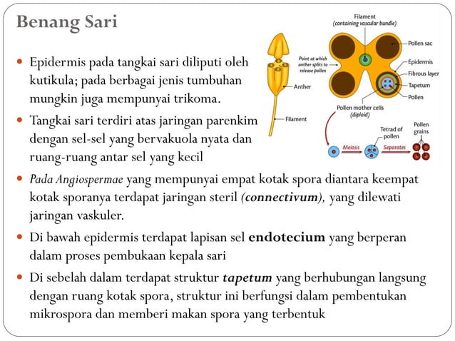 4. Morfologi Bunga | PDF