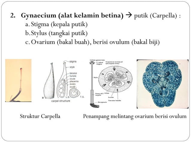 4 Morfologi Bunga Pdf