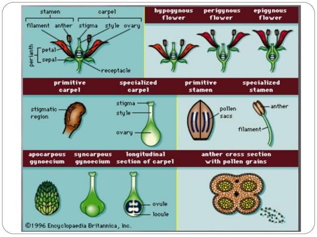 4. Morfologi Bunga | PDF