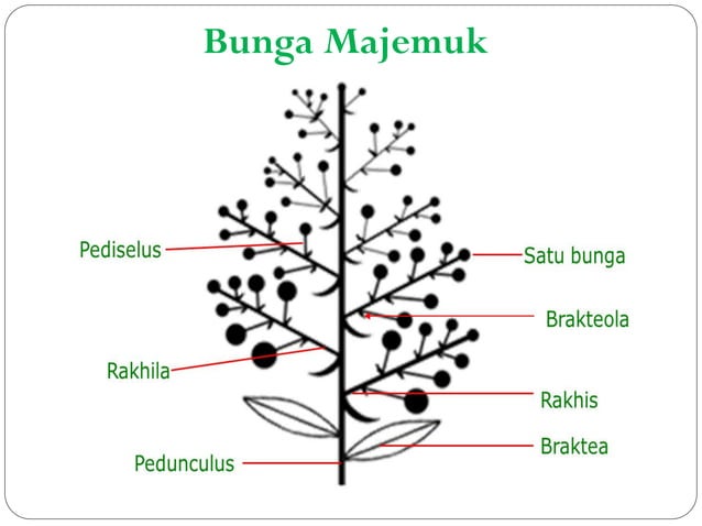 4. Morfologi Bunga | PDF