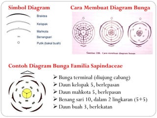 4. Morfologi Bunga | PDF