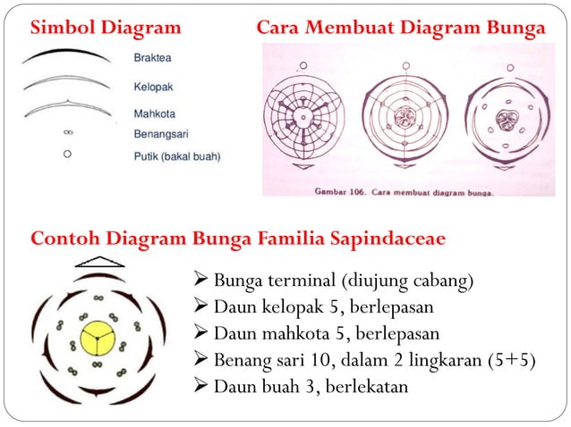 4. Morfologi Bunga | PDF