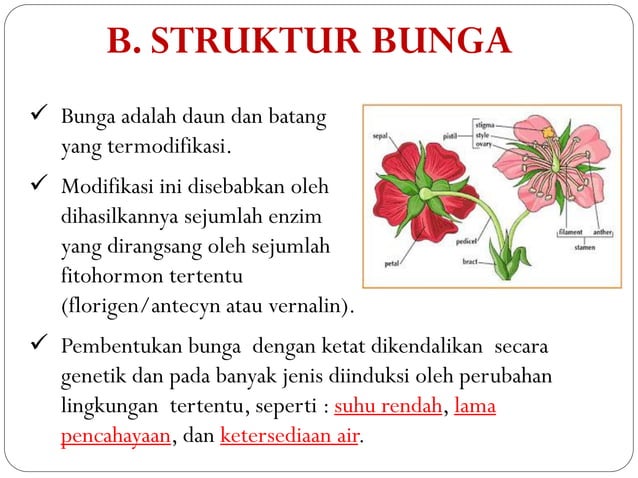 4. Morfologi Bunga | PDF