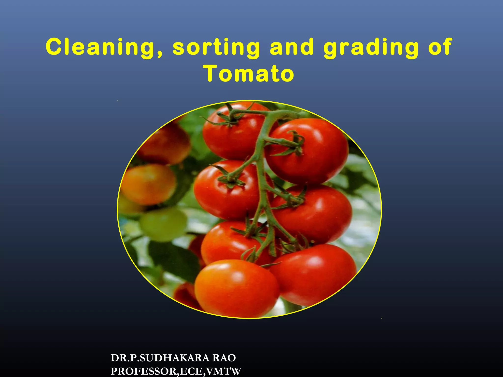 Tomato Grading | PPT