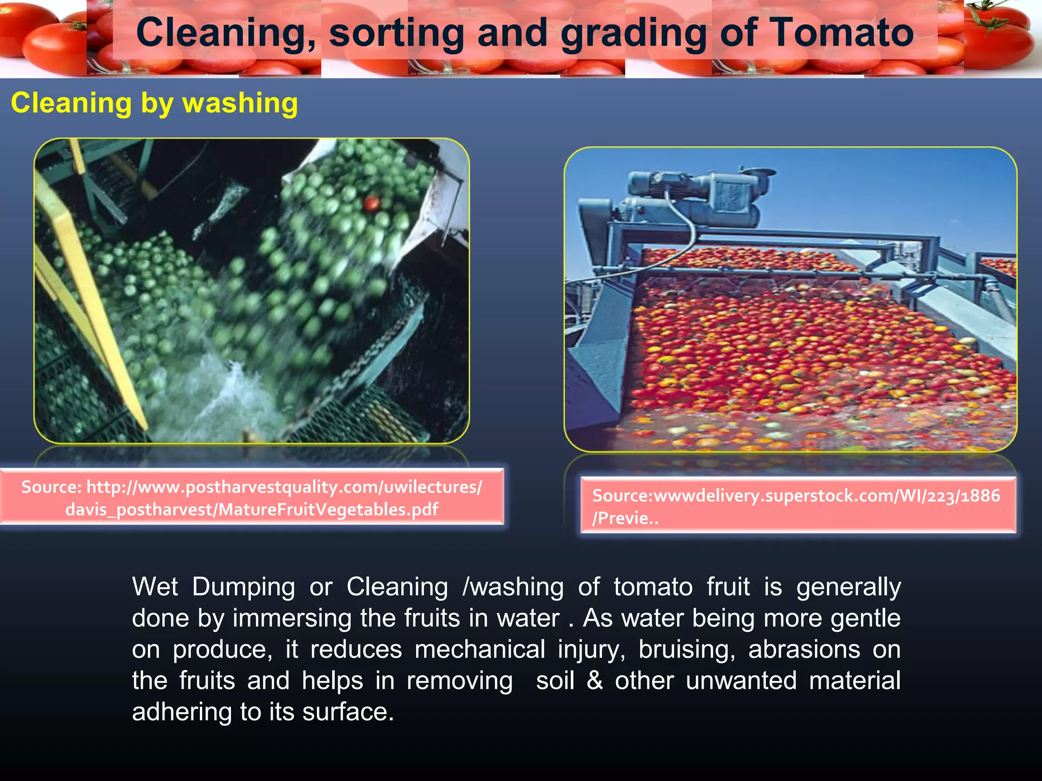 Tomato Grading | PPT