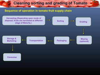 Tomato Grading | PPT