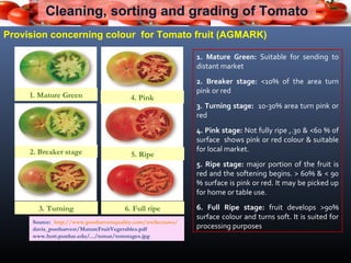 Tomato Grading | PPT
