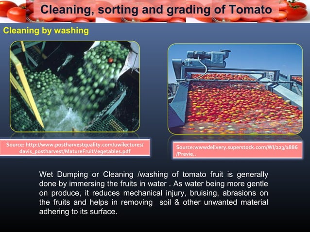 Tomato Grading | PPT | Gardening | Home & Garden