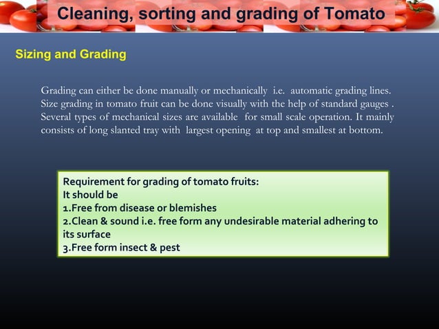 Tomato Grading | PPT | Gardening | Home & Garden