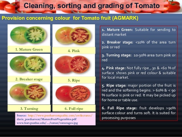 Tomato Grading