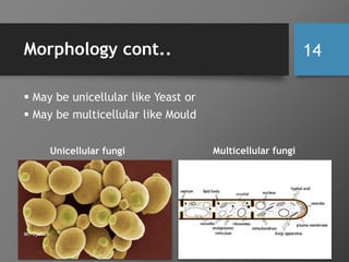 4. Fungi lecture | PPTX