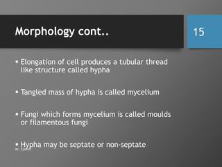 4. Fungi lecture | PPTX
