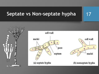 4. Fungi lecture | PPTX