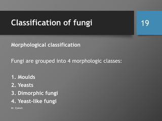 4. Fungi lecture | PPTX