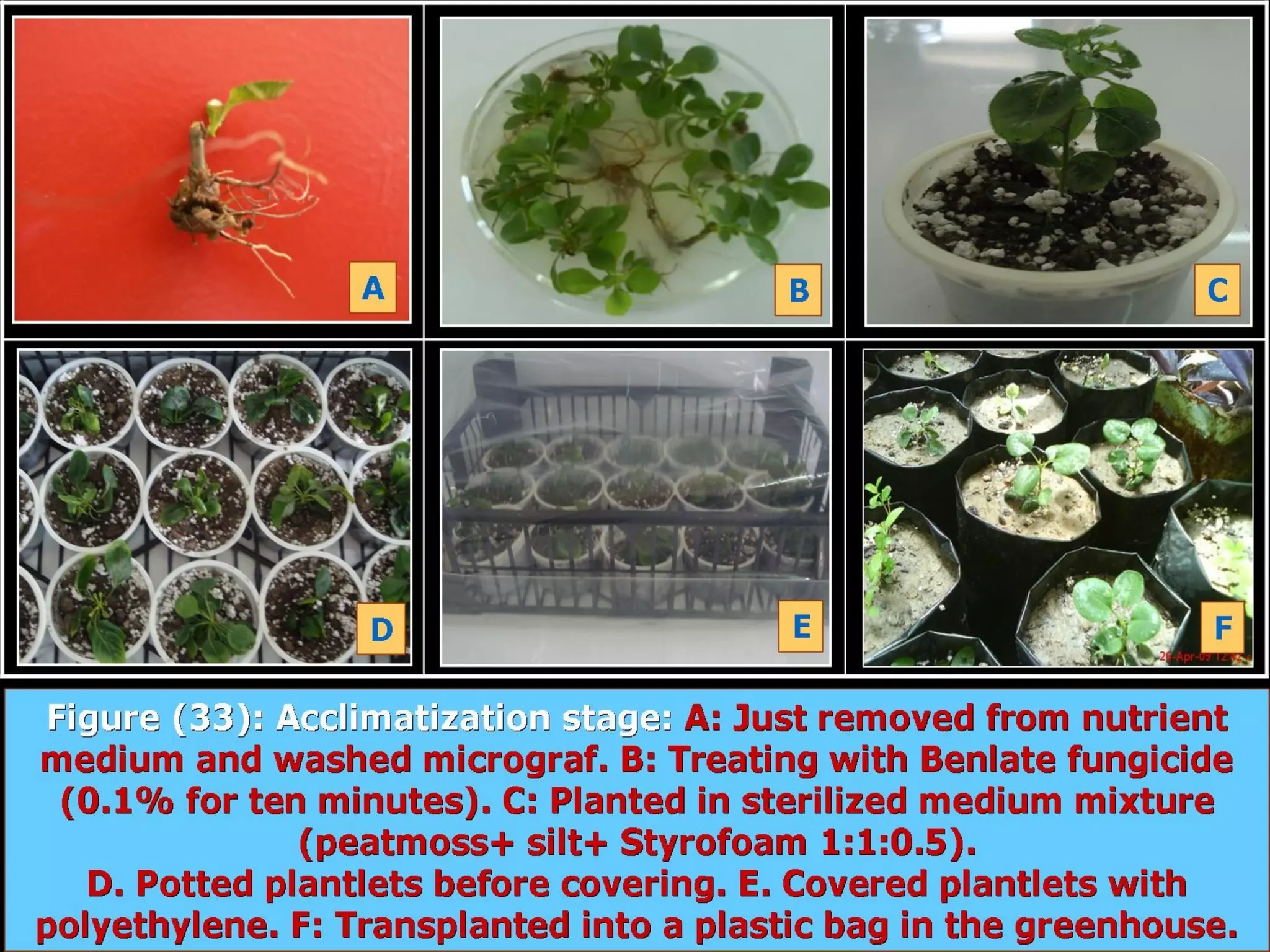 4. developmantal stages of plant micropropagation | PPT