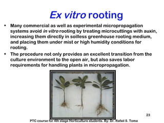 4. developmantal stages of plant micropropagation | PPT