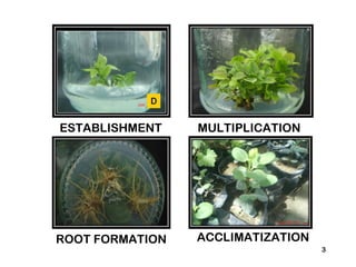 4. developmantal stages of plant micropropagation | PPT