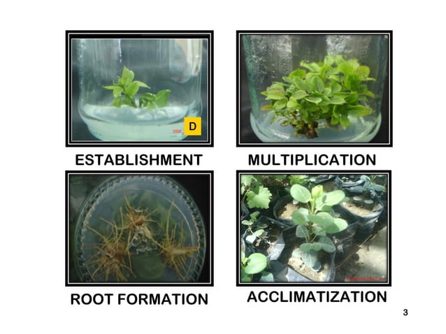 4. developmantal stages of plant micropropagation | PPT | Gardening ...