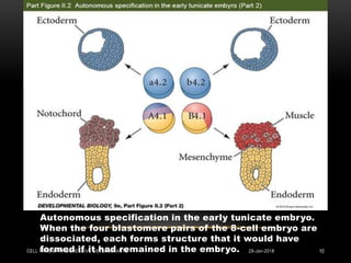 Cell Fate by Progressive Determinants | PPTX