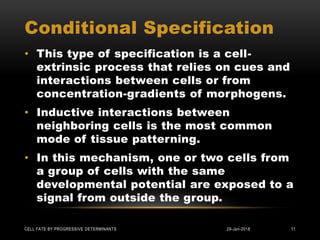 Cell Fate by Progressive Determinants | PPTX