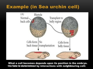 Cell Fate by Progressive Determinants | PPTX