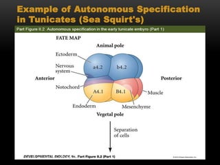 Cell Fate by Progressive Determinants | PPTX